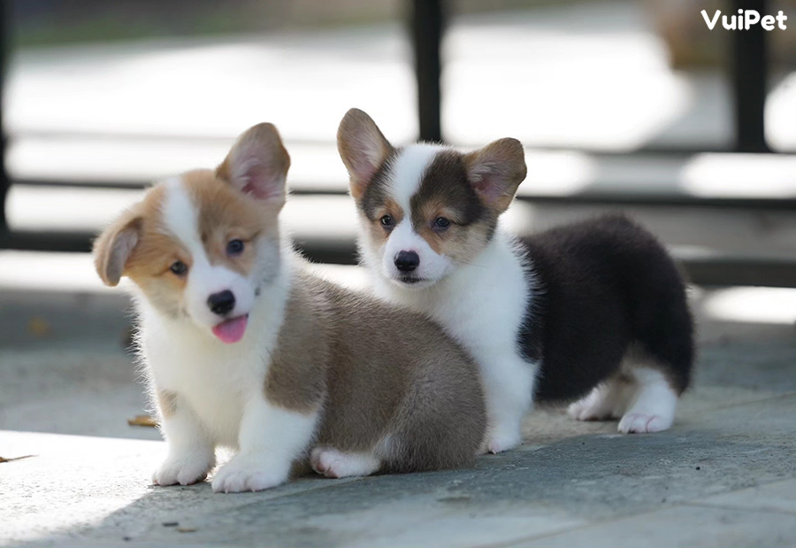 Giá Chó Corgi 2024: Địa Chỉ Mua Uy Tín & Kinh Nghiệm Hữu Ích