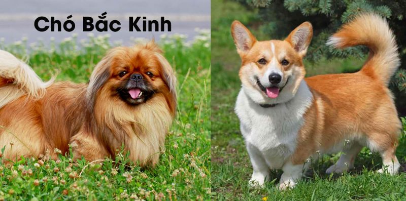 Top 10 Chó Corgi Lai phổ biến: Ngoại hình siêu độc lạ