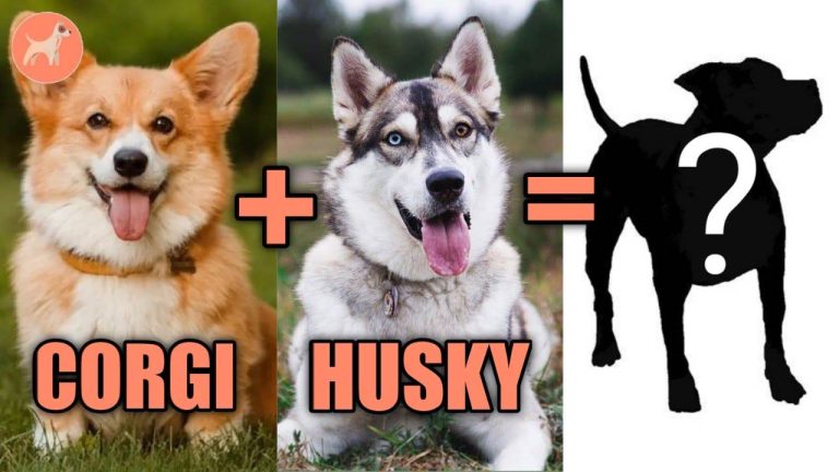 Top 10 Chó Corgi Lai phổ biến: Ngoại hình siêu độc lạ