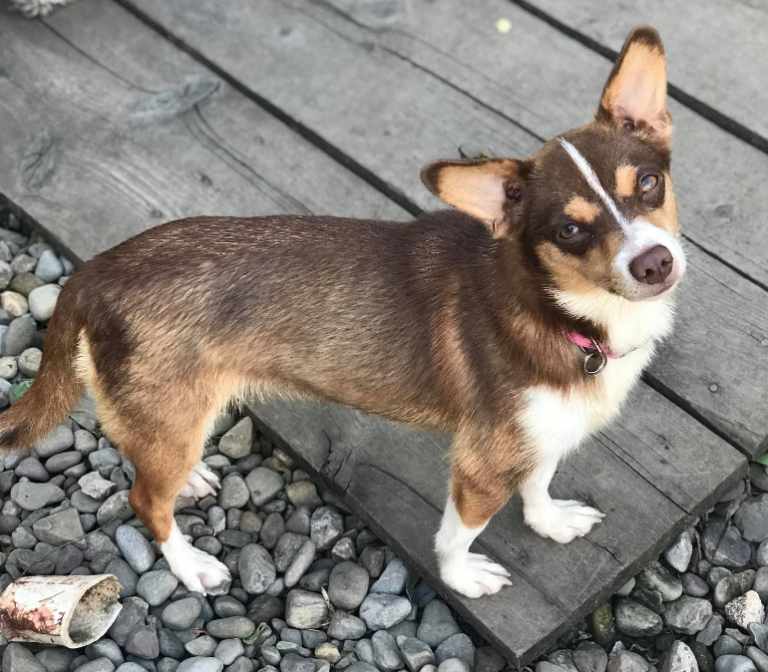 Top 10 Chó Corgi Lai phổ biến: Ngoại hình siêu độc lạ