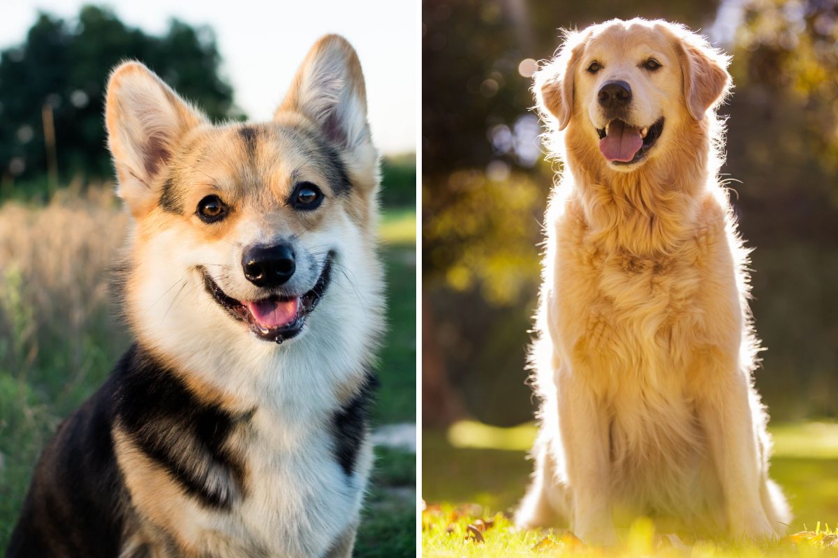 Top 10 Chó Corgi Lai phổ biến: Ngoại hình siêu độc lạ