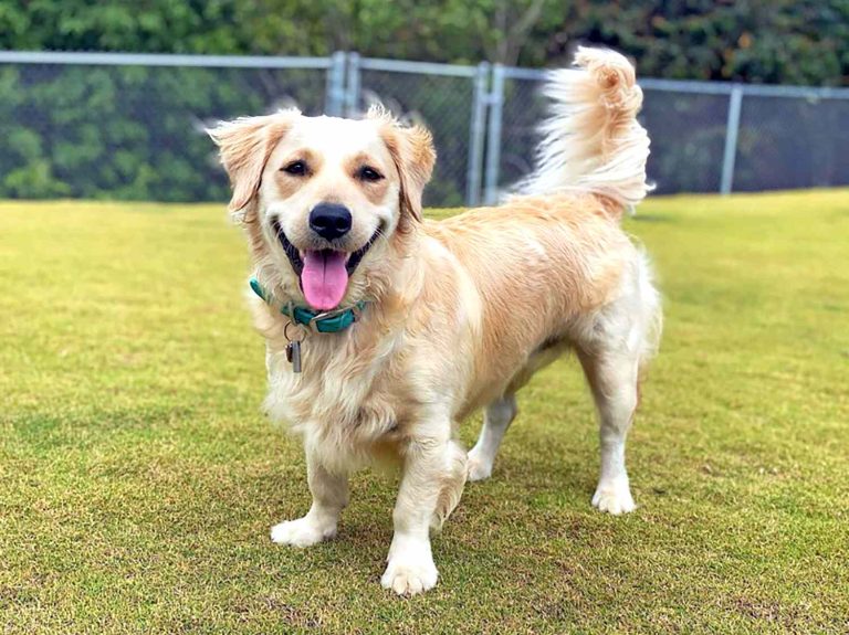 Top 10 Chó Corgi Lai phổ biến: Ngoại hình siêu độc lạ