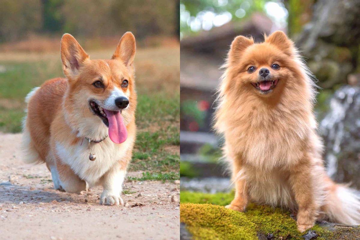 Top 10 Chó Corgi Lai phổ biến: Ngoại hình siêu độc lạ
