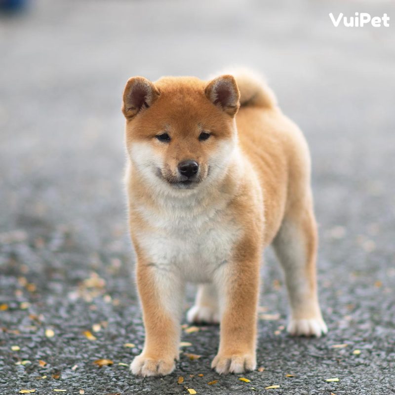 Chó Shiba Inu thuần chủng 100% gen đẹp, bảo hành 30 ngày 1 đổi 1