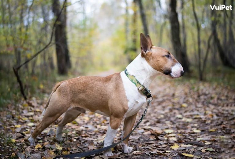 Tất Tần Tật Những Thông Tin Thú Vị Về Chó Sục Bò (Bull Terrier)