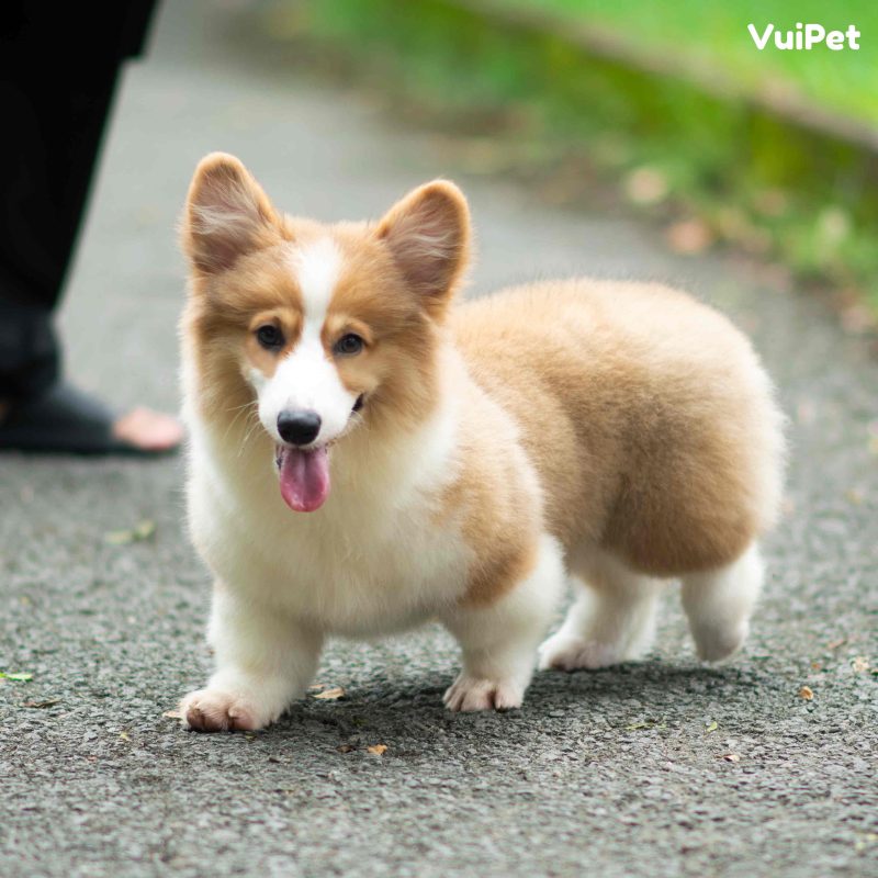 Chó Corgi mông to, chân ngắn 100% thuần chủng, 1 đổi 1