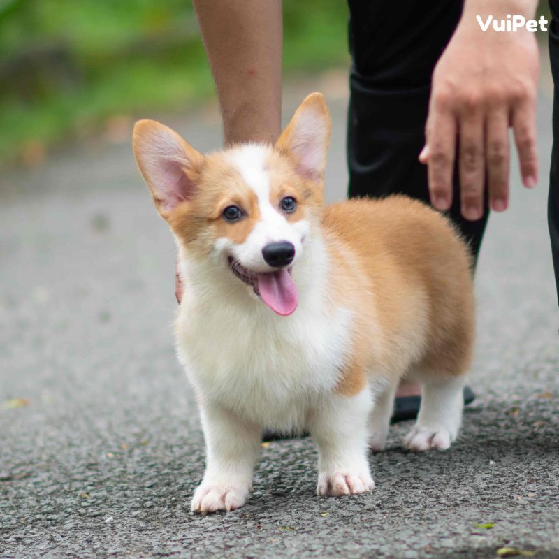 Chó Corgi mông to, chân ngắn 100% thuần chủng, 1 đổi 1
